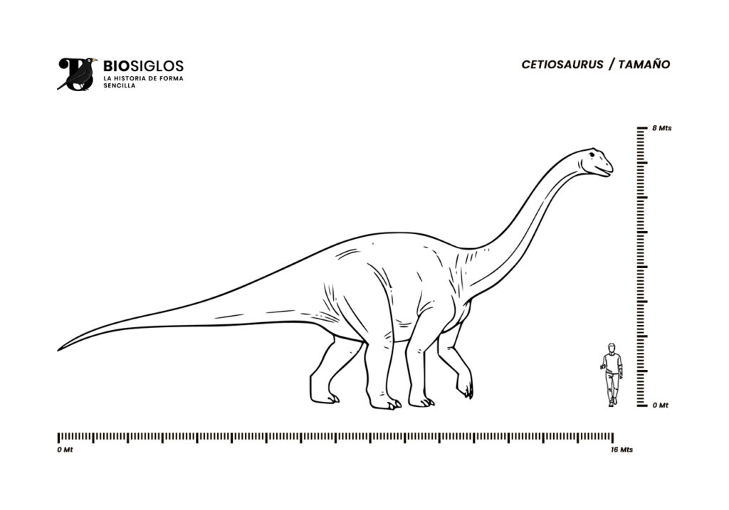 Cetiosaurus – Biosiglos